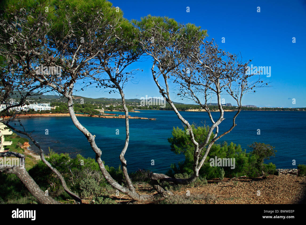 View of pine trees. Mediterranean forest Stock Photo - Alamy