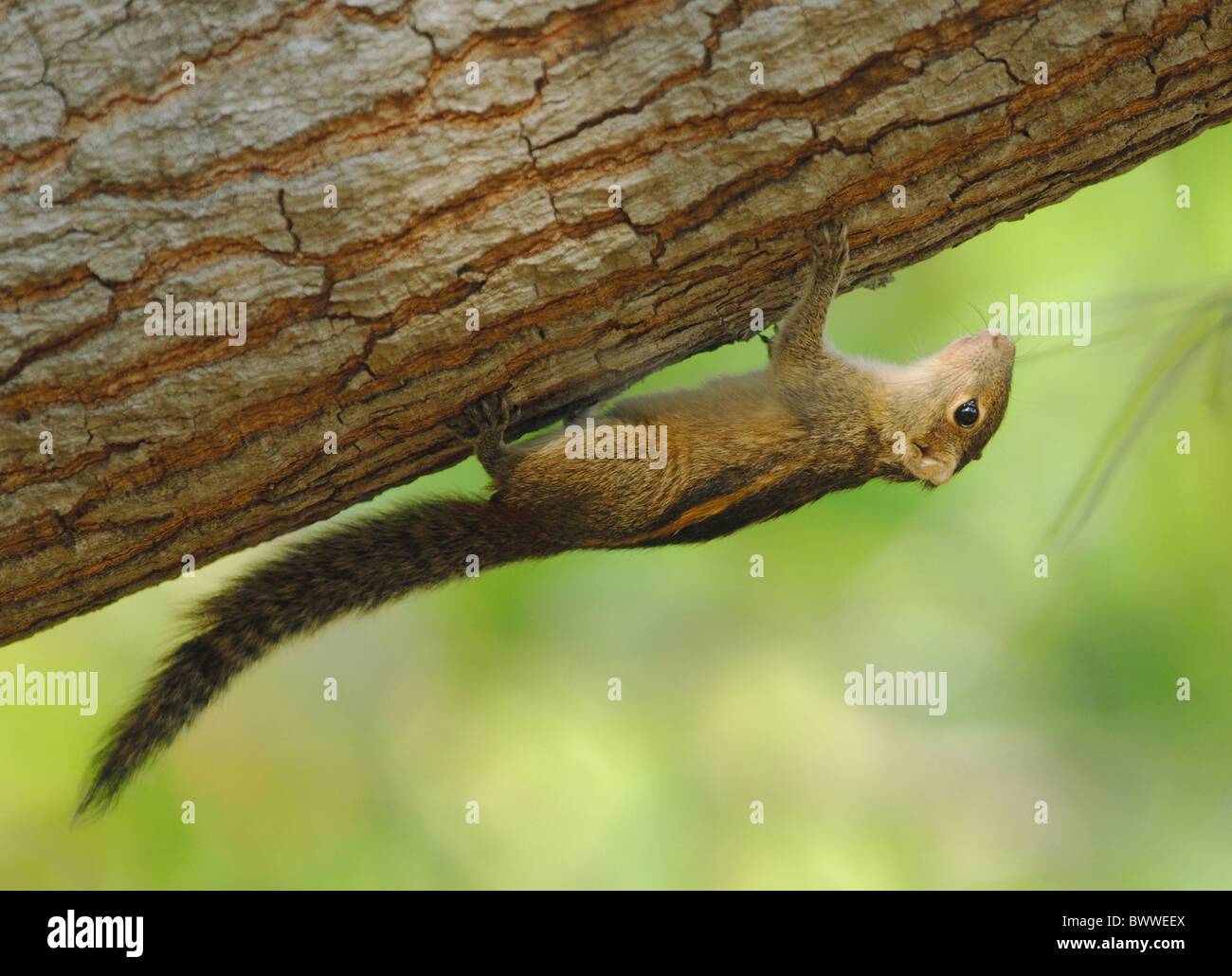 Indian Palm Squirrel Funambulus palmarum adult Stock Photo - Alamy