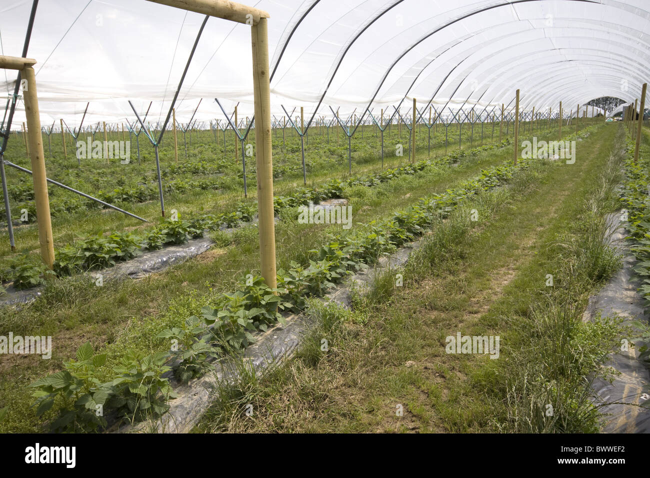 Newly planted raspberries in polly tunnel Stock Photo - Alamy