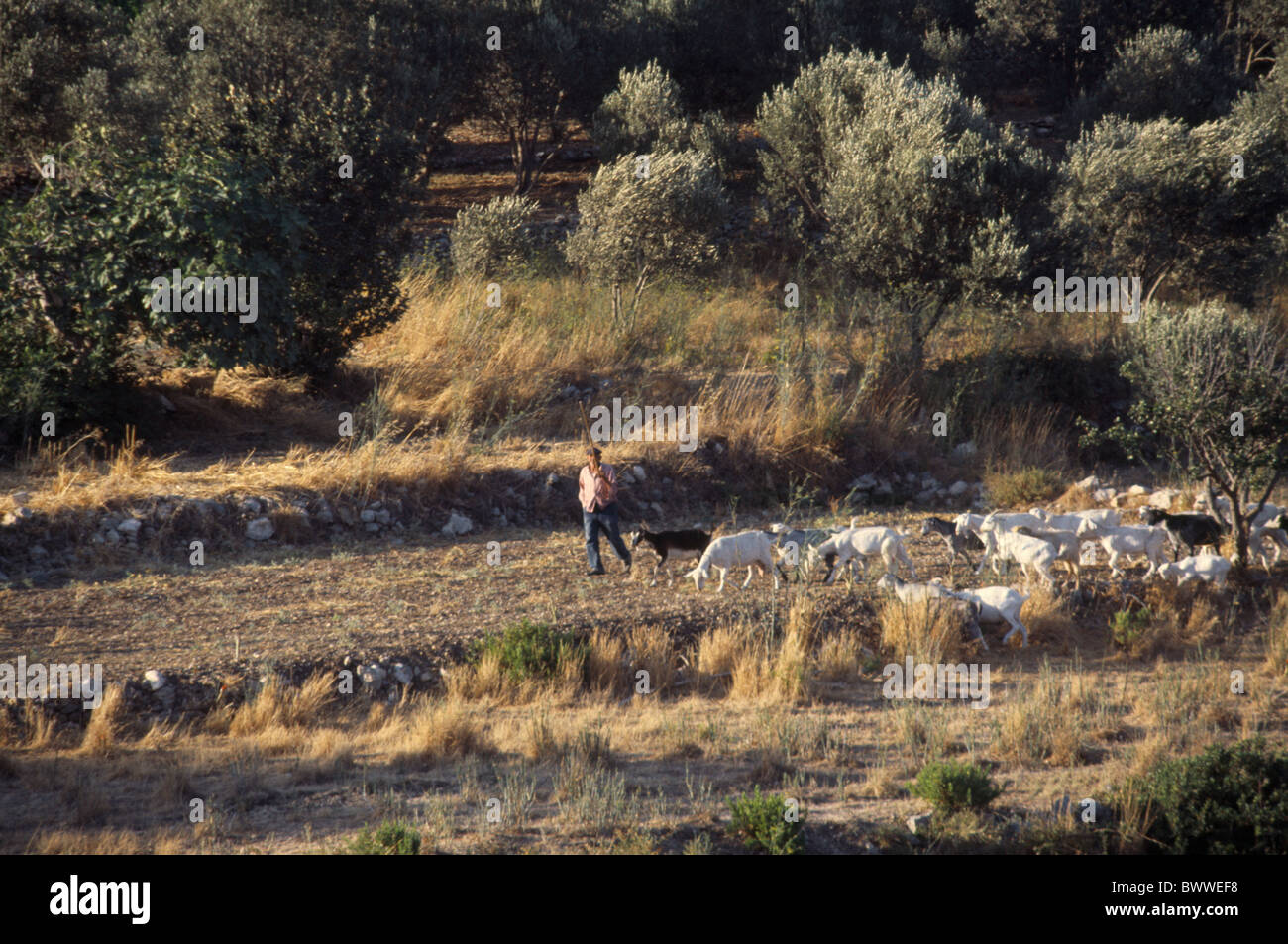 Landscape samos agriculture hi-res stock photography and images - Alamy