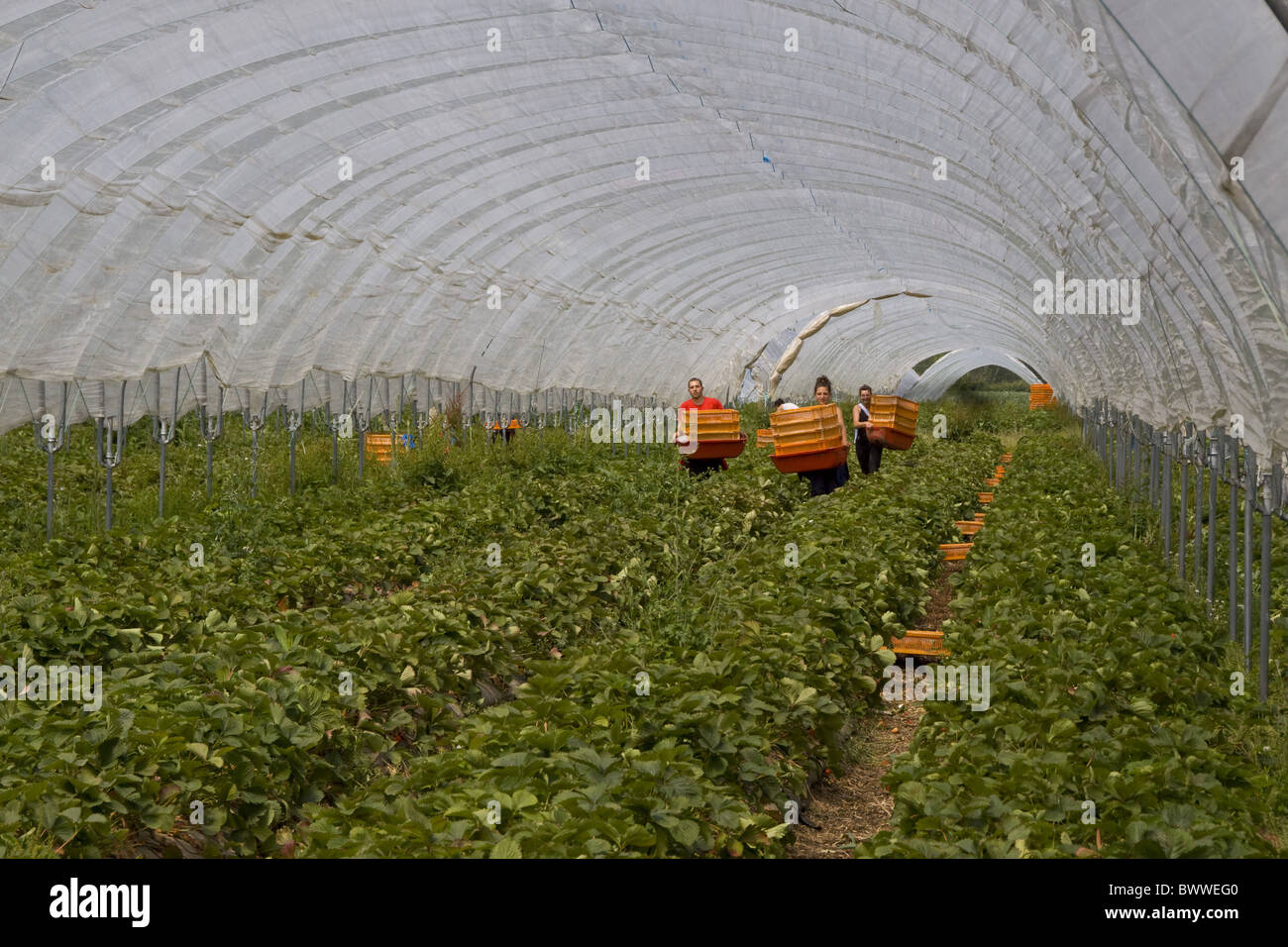 Commercial strawberry picking Stock Photo - Alamy