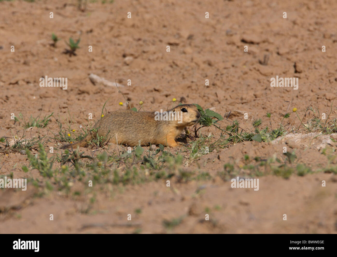 Large rodents hi-res stock photography and images - Alamy