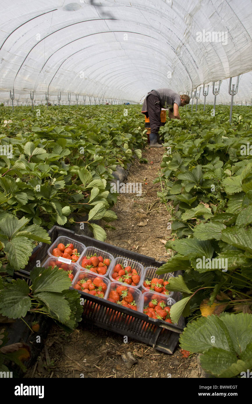 Commercial strawberry picking elsanta Stock Photo - Alamy