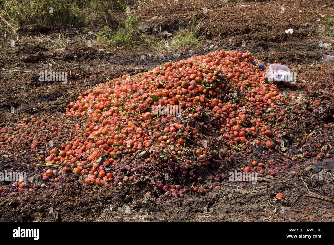 strawberry waste from commerical farm Stock Photo - Alamy