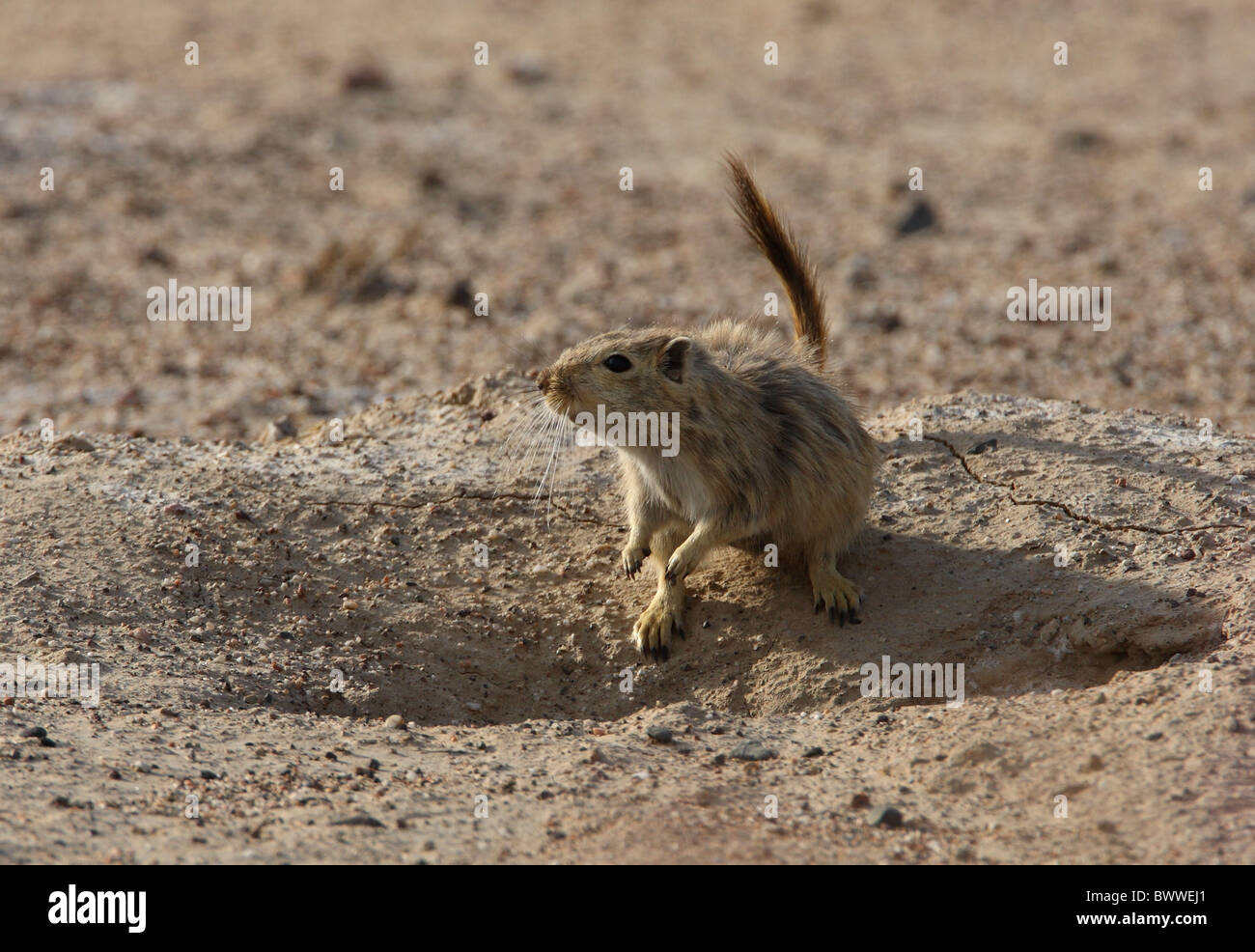 Great Gerbil Rhombomys opimus adult standing Stock Photo - Alamy