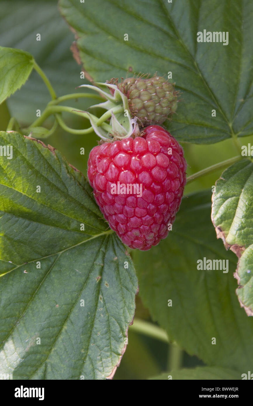raspberry ready to pick Stock Photo - Alamy