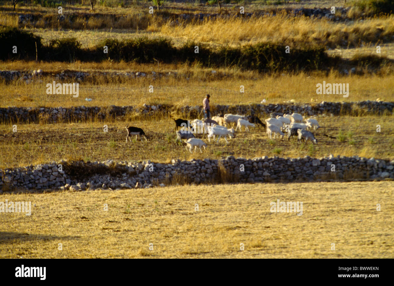 Landscape samos agriculture hi-res stock photography and images - Alamy