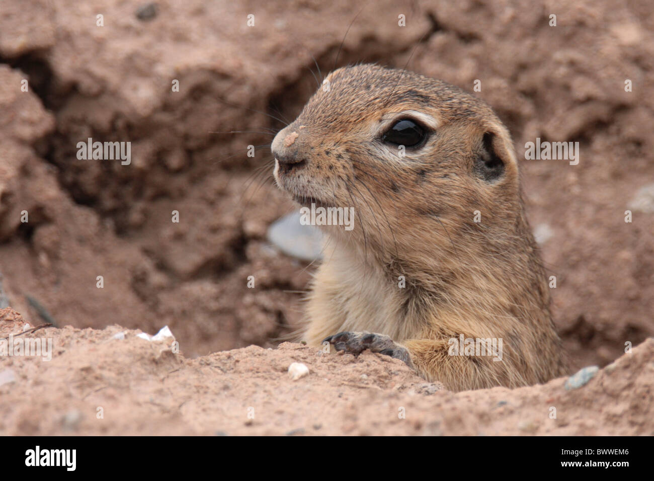 Spermophilus alashanicus rodent rodents mammal mammals animal animals ...