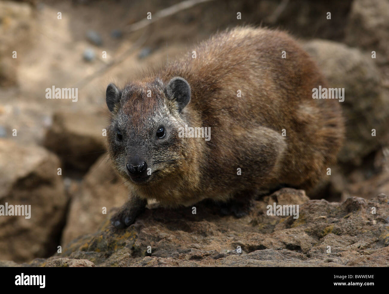hyrax hyraxes africa african dassie dassies herbivore herbivores ...