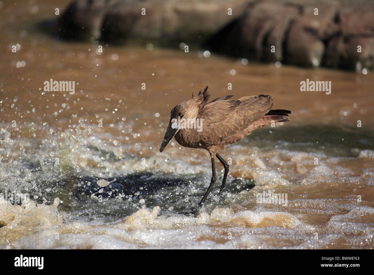 Hamerkop (Scopus umbretta) adult, standing in river, Kruger N.P., South ...