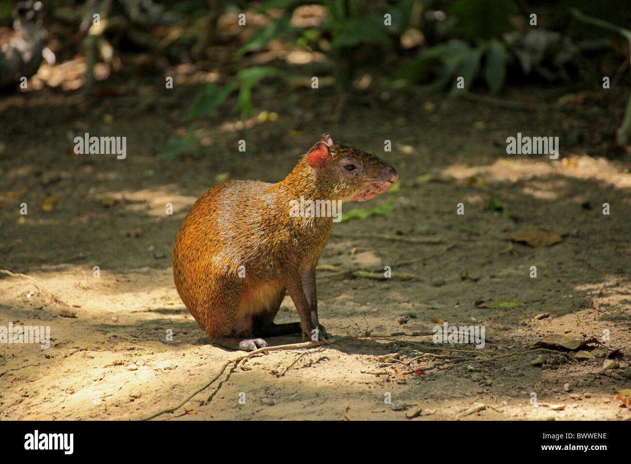 Roatan island agouti hi-res stock photography and images - Alamy