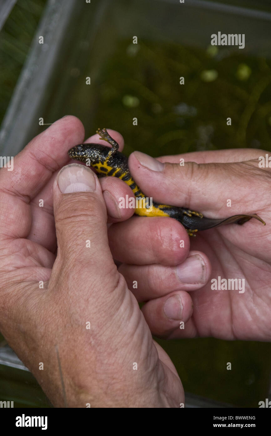 handling a great crested newt Stock Photo - Alamy