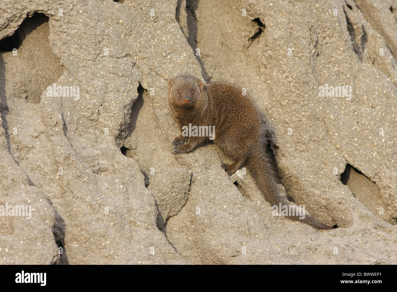 Southern dwarf mongoose mongooses hi-res stock photography and images ...