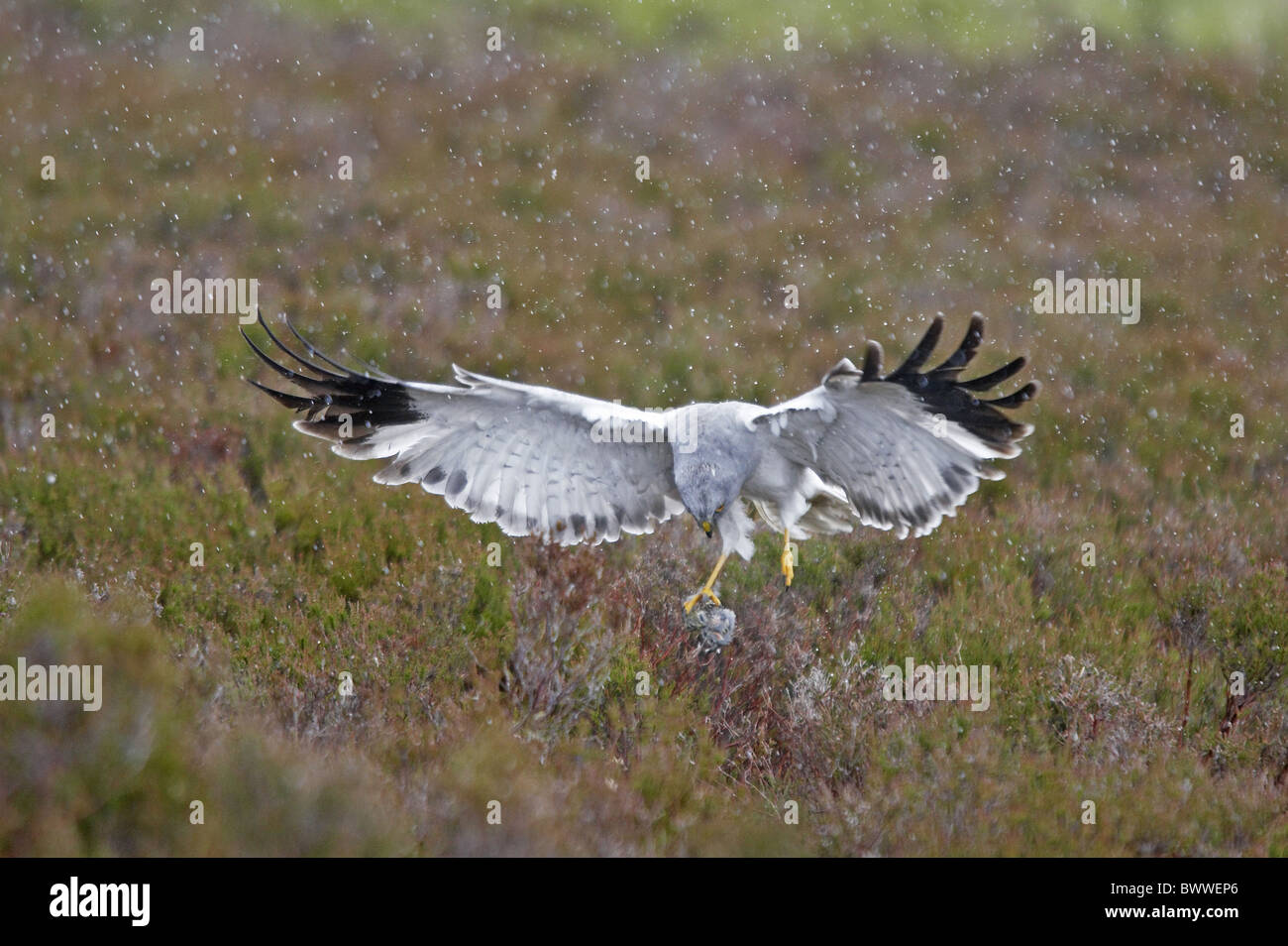 Hen Harrier (Circus cyaneus) adult male, in flight, dropping prey at ...