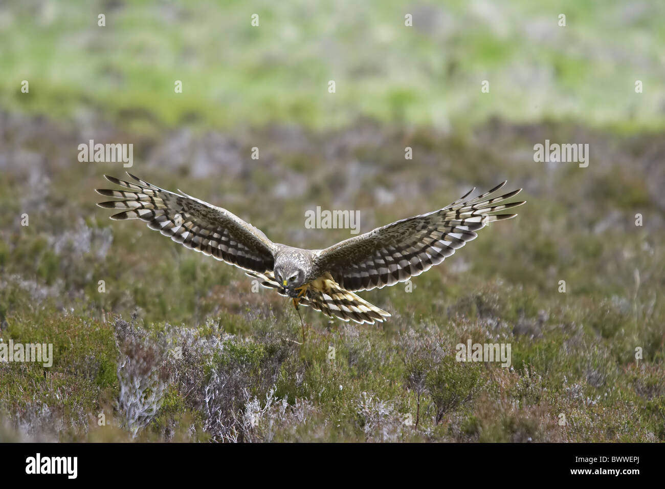 Hen Harrier Circus cyaneus Stock Photo - Alamy