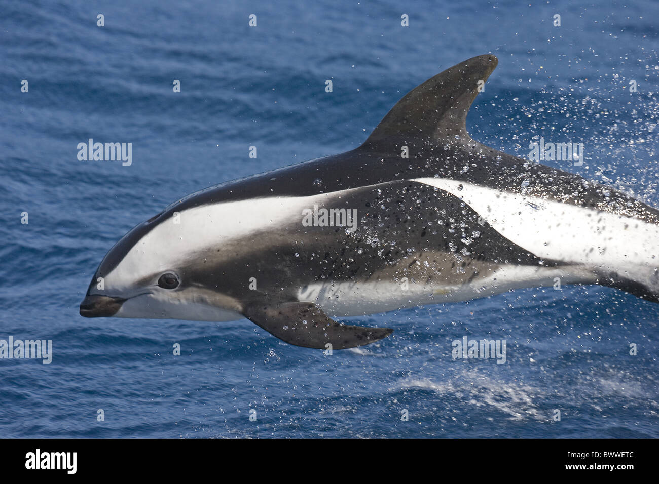animal animals mammal mammals dolphin dolphins wildlife nature ...