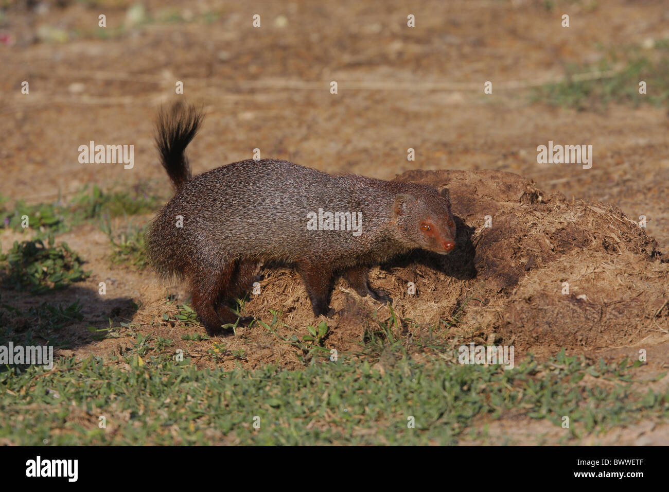 Mongoose mongooses asia asian hi-res stock photography and images - Alamy