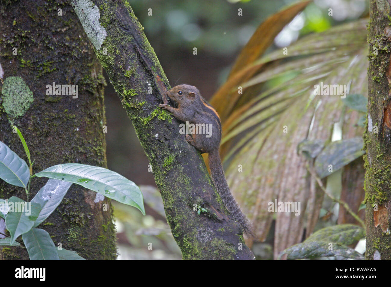 Layards High Resolution Stock Photography and Images - Alamy