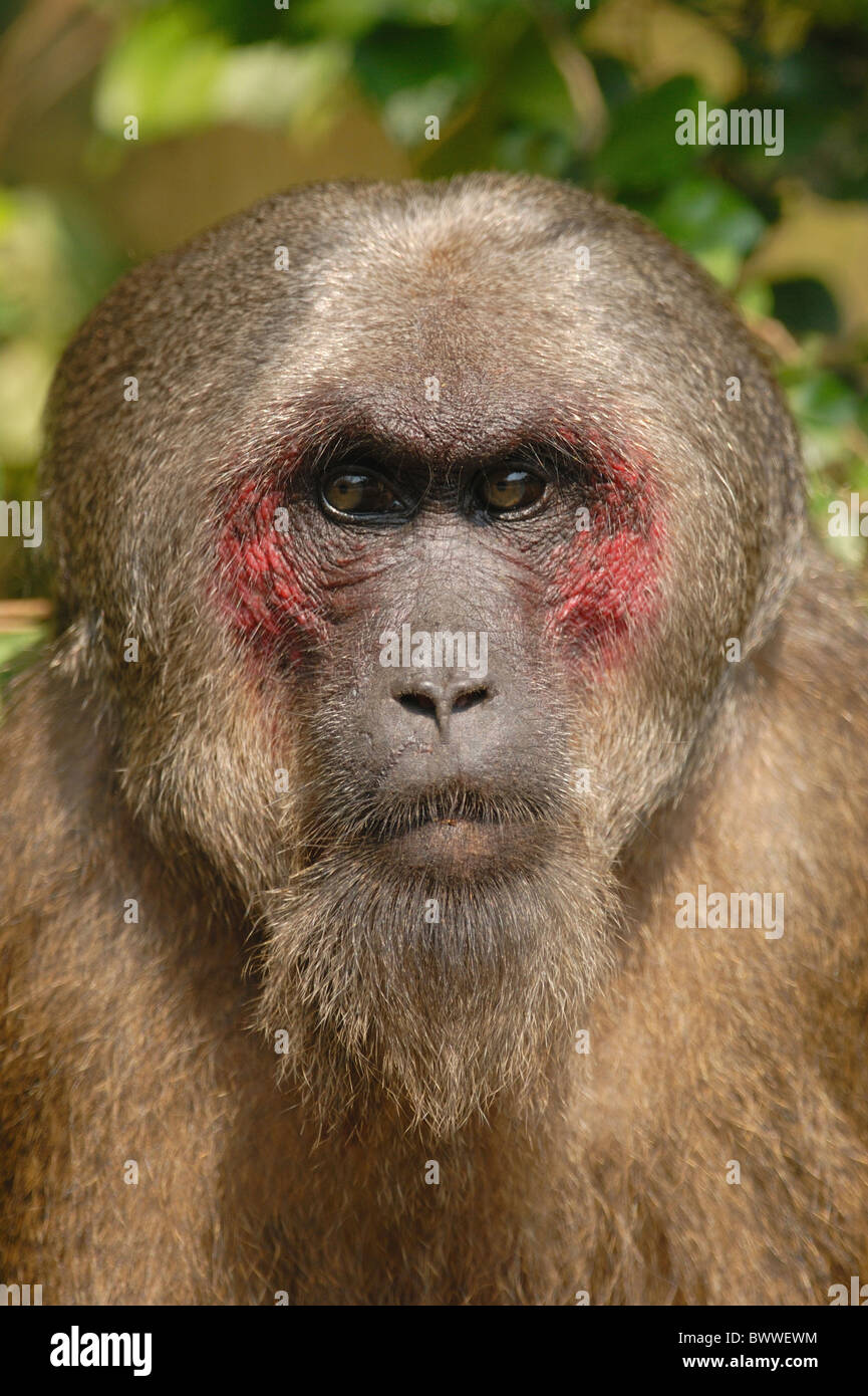 Stump-tailed Macaque Macaca arctoides adult male Stock Photo - Alamy
