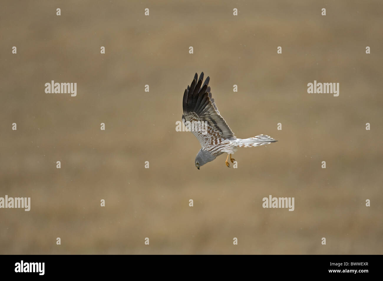 Montagu's Harrier (Circus pygargus) adult male, in flight, hunting ...