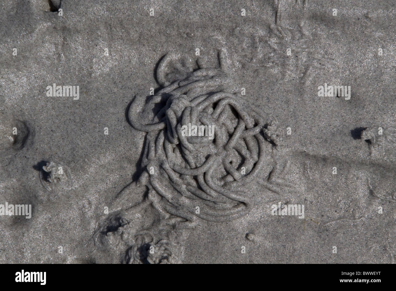 lugworm cast in sand Stock Photo - Alamy
