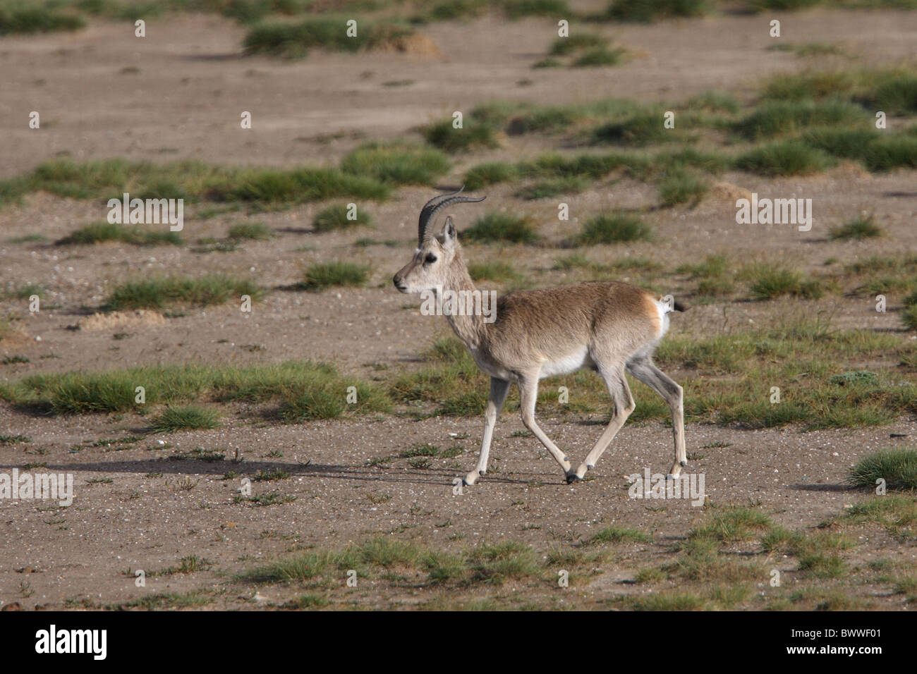 Tibetan Gazelle Procapra picticaudata adult male Stock Photo - Alamy