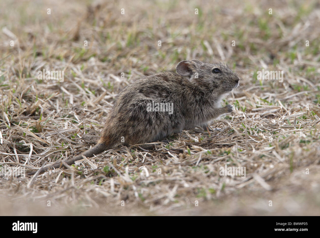 animal animals mammal mammals rodent rodents rat rats africa african ...