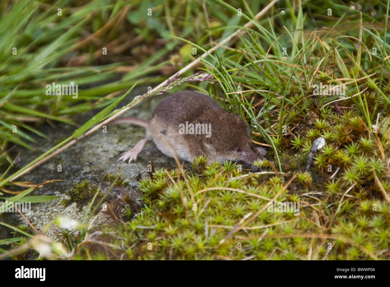 Pygmy Shrew photographed on isle Jura Scotland Stock Photo - Alamy