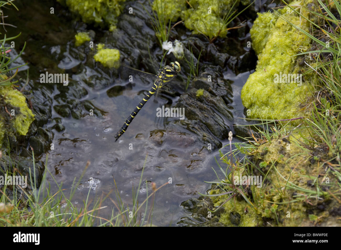 female golden ringed dragonfly photographed Stock Photo - Alamy