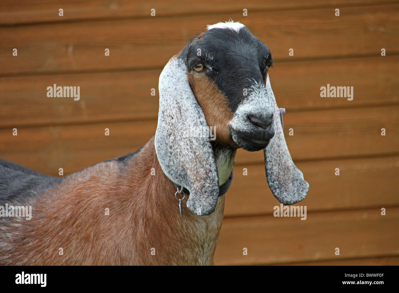 goat goats domestic domesticated farm farms farming hoofed herbivore ...
