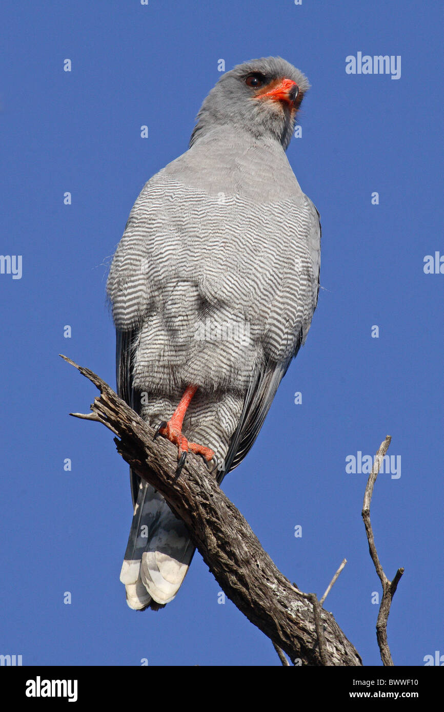 Goshawks of south africa hi-res stock photography and images - Alamy