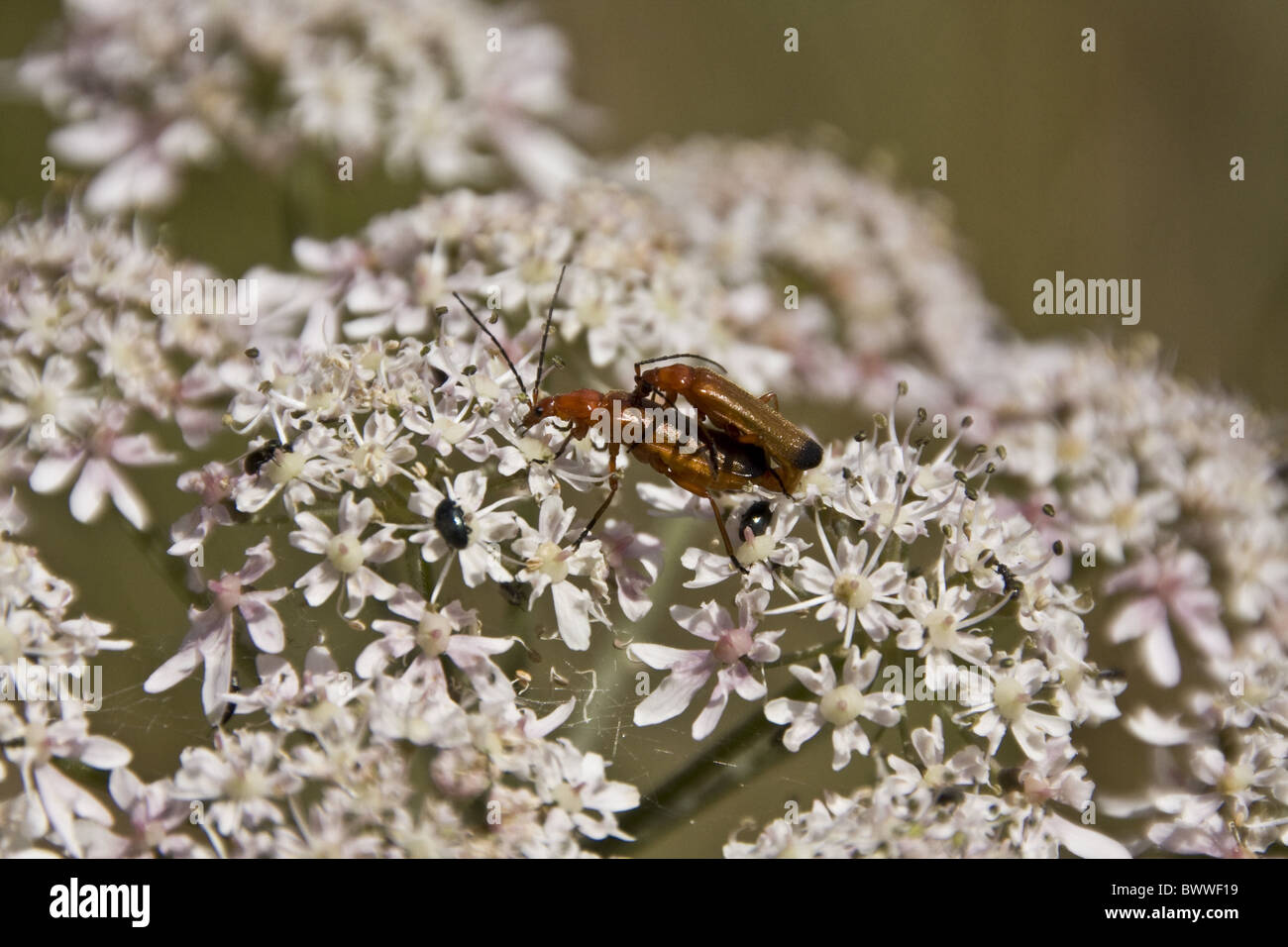 Common red soldier beetle - Rhagonycha fulva Stock Photo - Alamy