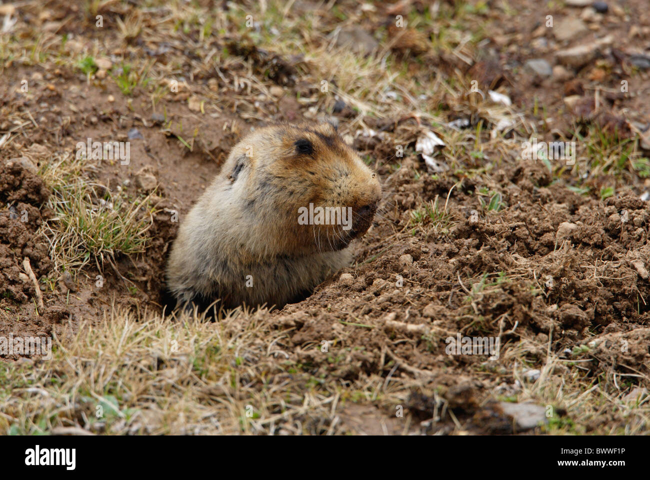 Giant Mole-rat (Tachyoryctes macrocephalus) adult, looking out from ...