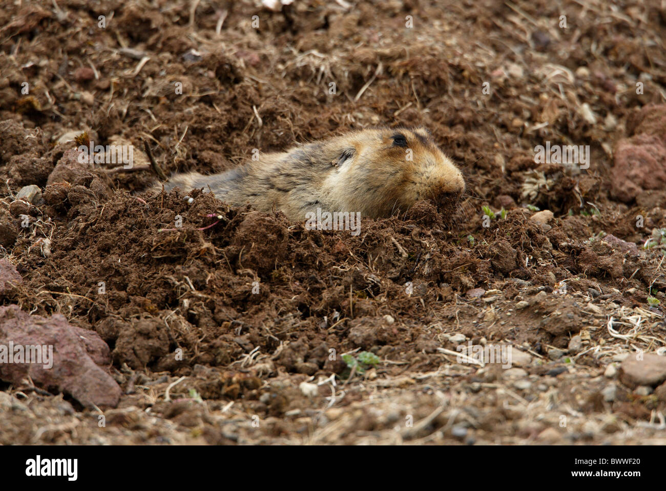 Big headed mole rats tachyoryctes macrocephalus hi-res stock ...