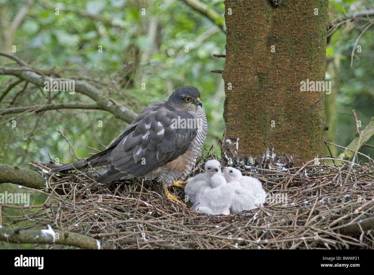 England u k birds nesting wildlife hi-res stock photography and images - Alamy