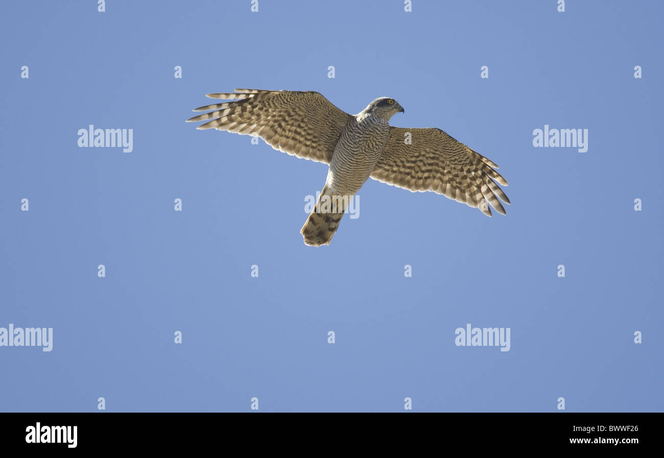 Eurasian Sparrowhawk (Accipiter nisus) adult female, migrant, in flight ...