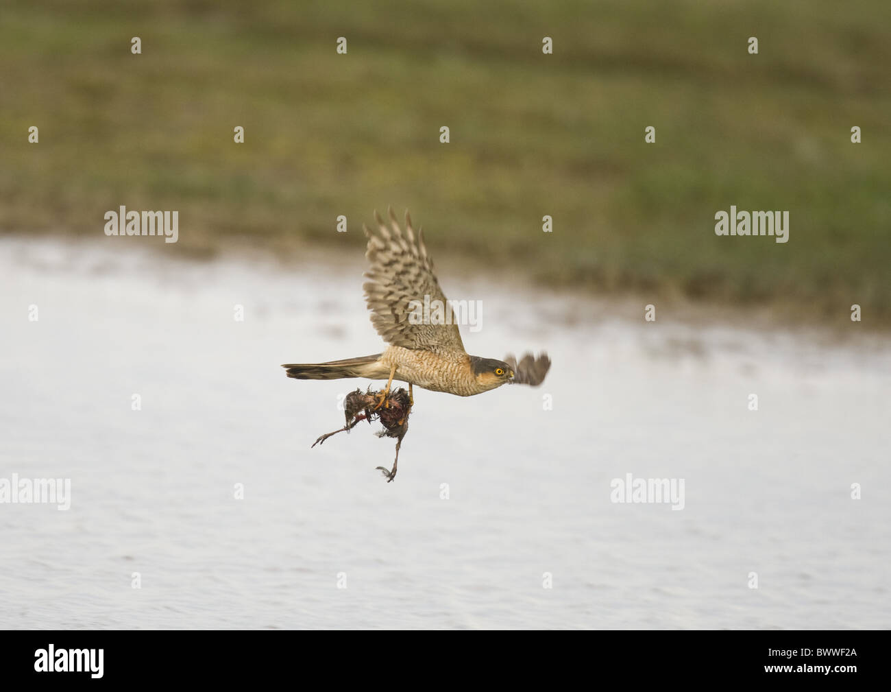 Eurasian Sparrowhawk (Accipiter nisus) adult male, in flight over water ...