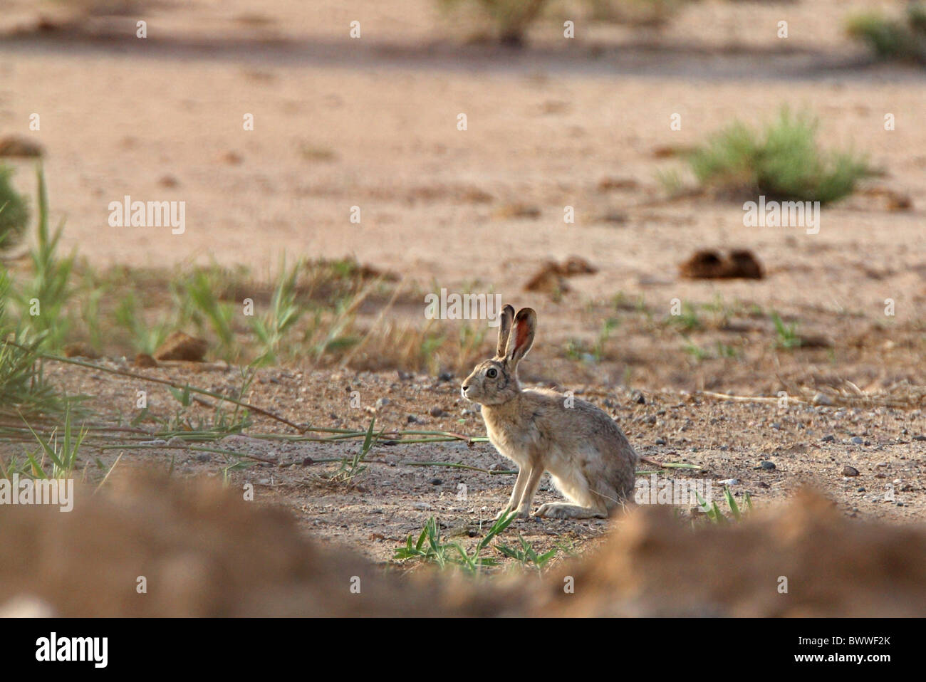 Tolai Hare Lepus tolai adult sitting desert Stock Photo - Alamy