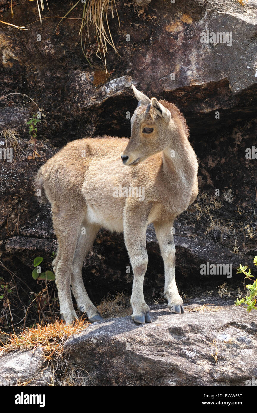 Hemitragus Hylocrius High Resolution Stock Photography and Images - Alamy