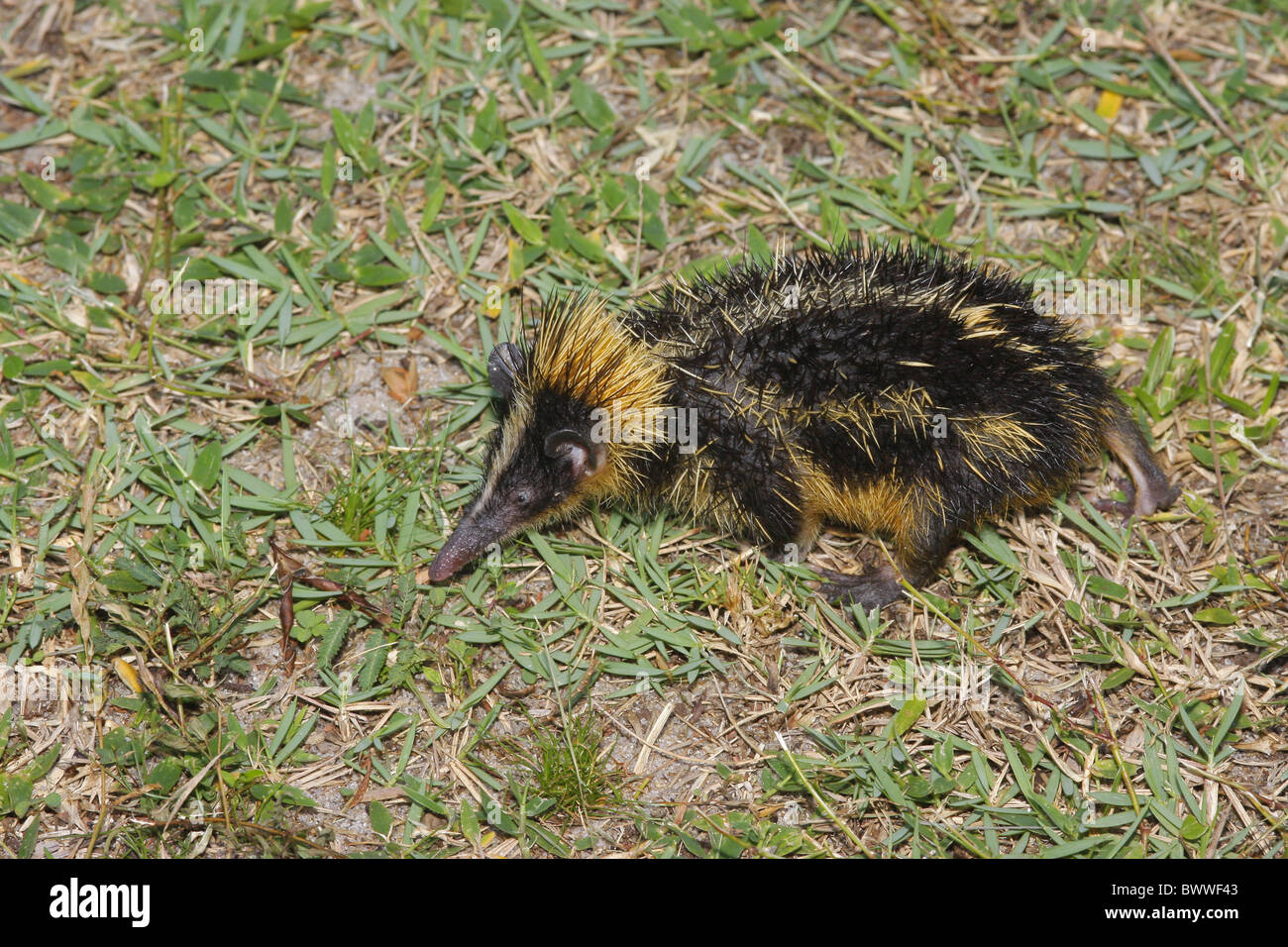 Lowland Streaked Tenrec Hemicentetes semispinosus Stock Photo - Alamy