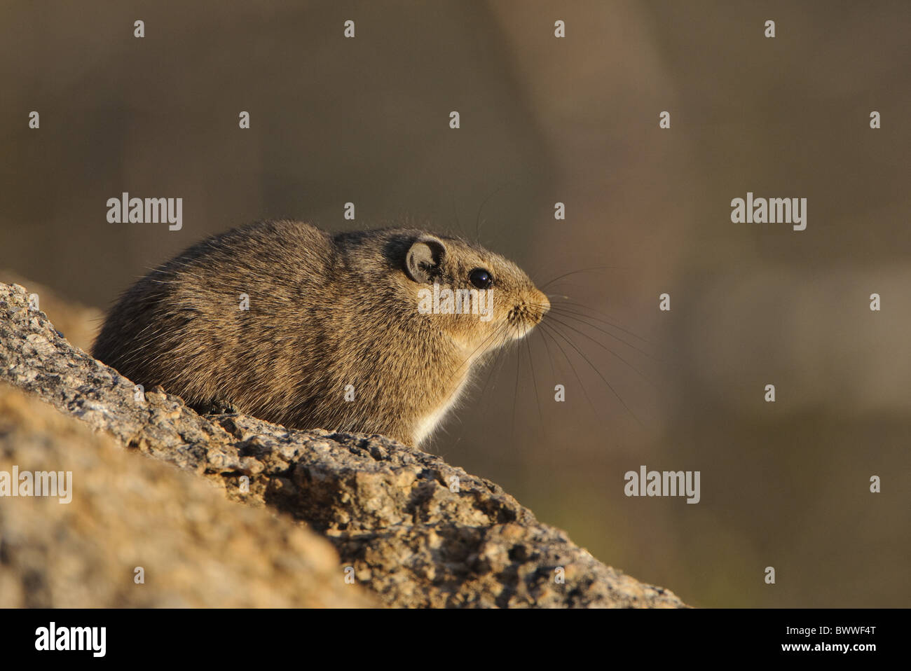 Dassie rat hi-res stock photography and images - Alamy