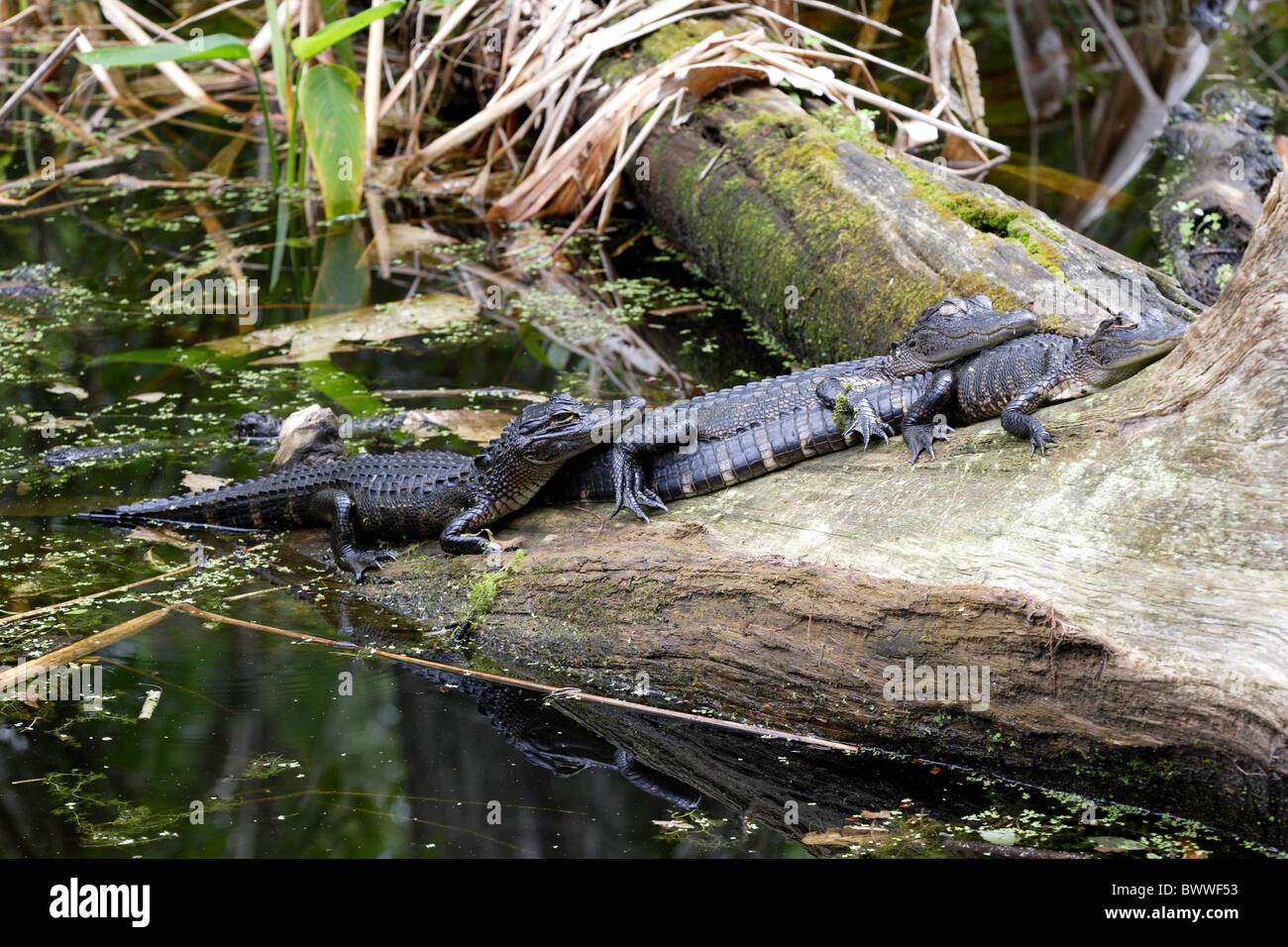 alligator alligators reptile reptiles crodilia crocodilian crocodilians ...