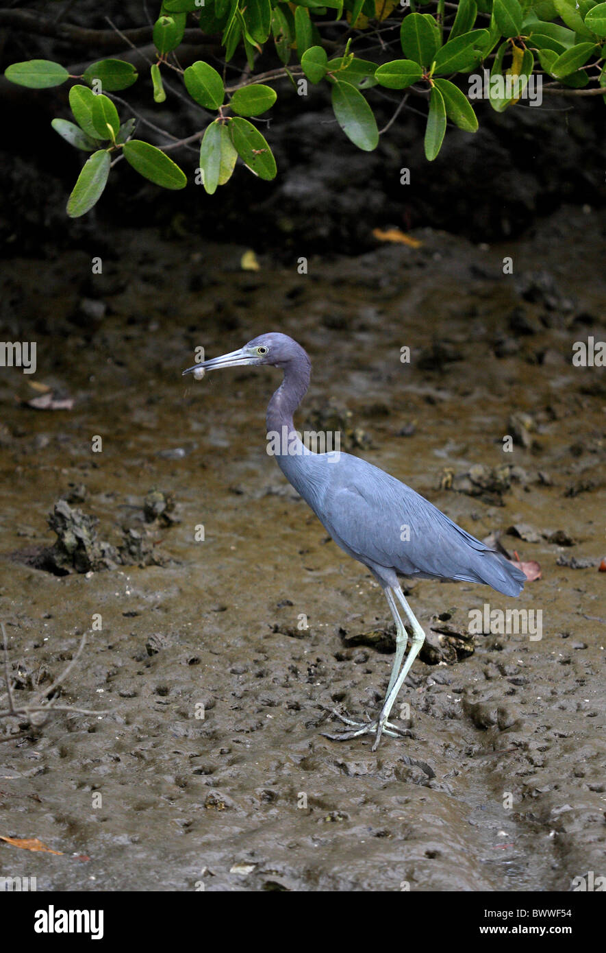 Little Blue Heron (Egretta caerulea) adult, hunting along edge of dyke ...