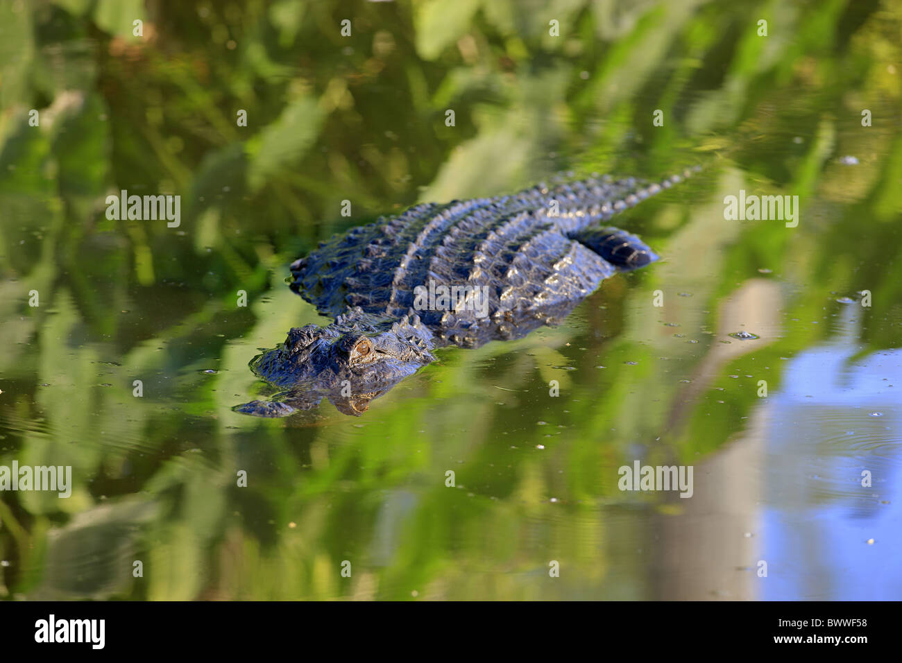 im Wasser - in water alligator alligators reptile reptiles crodilia ...