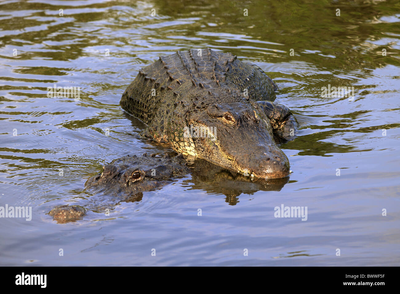 American alligators mating hi-res stock photography and images - Alamy