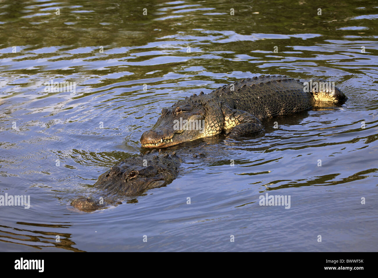 American alligators mating hi-res stock photography and images - Alamy