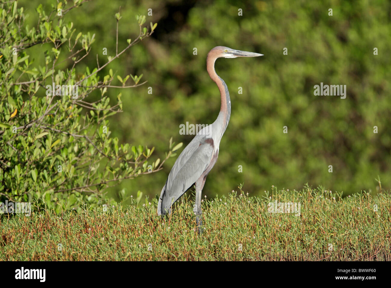 Goliath Heron (Ardea goliath) adult, standing on riverbank, Gambia ...