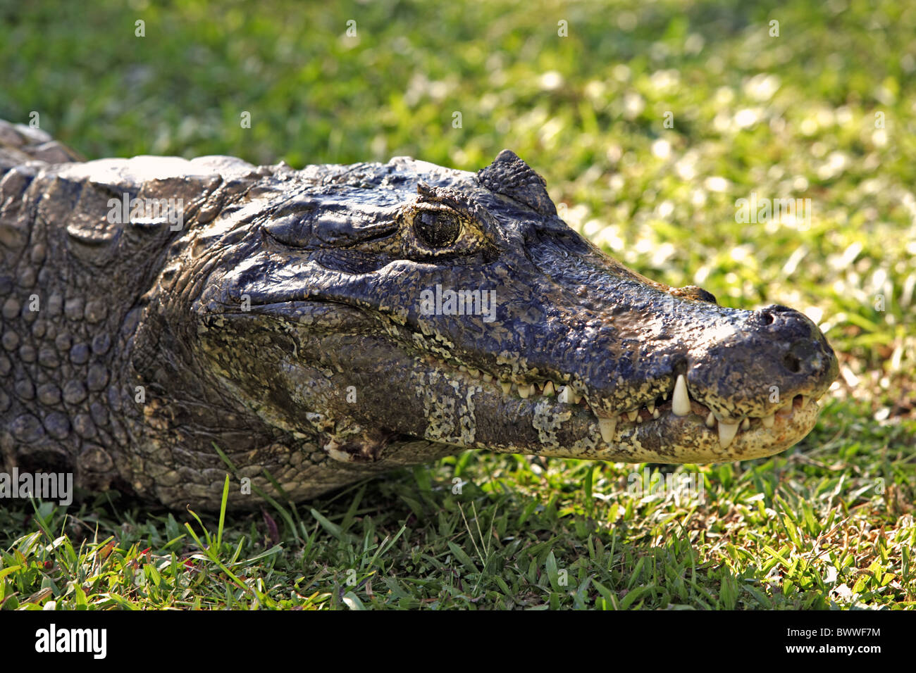 an Land - on shore Portrait caiman reptile reptiles crocodilia ...