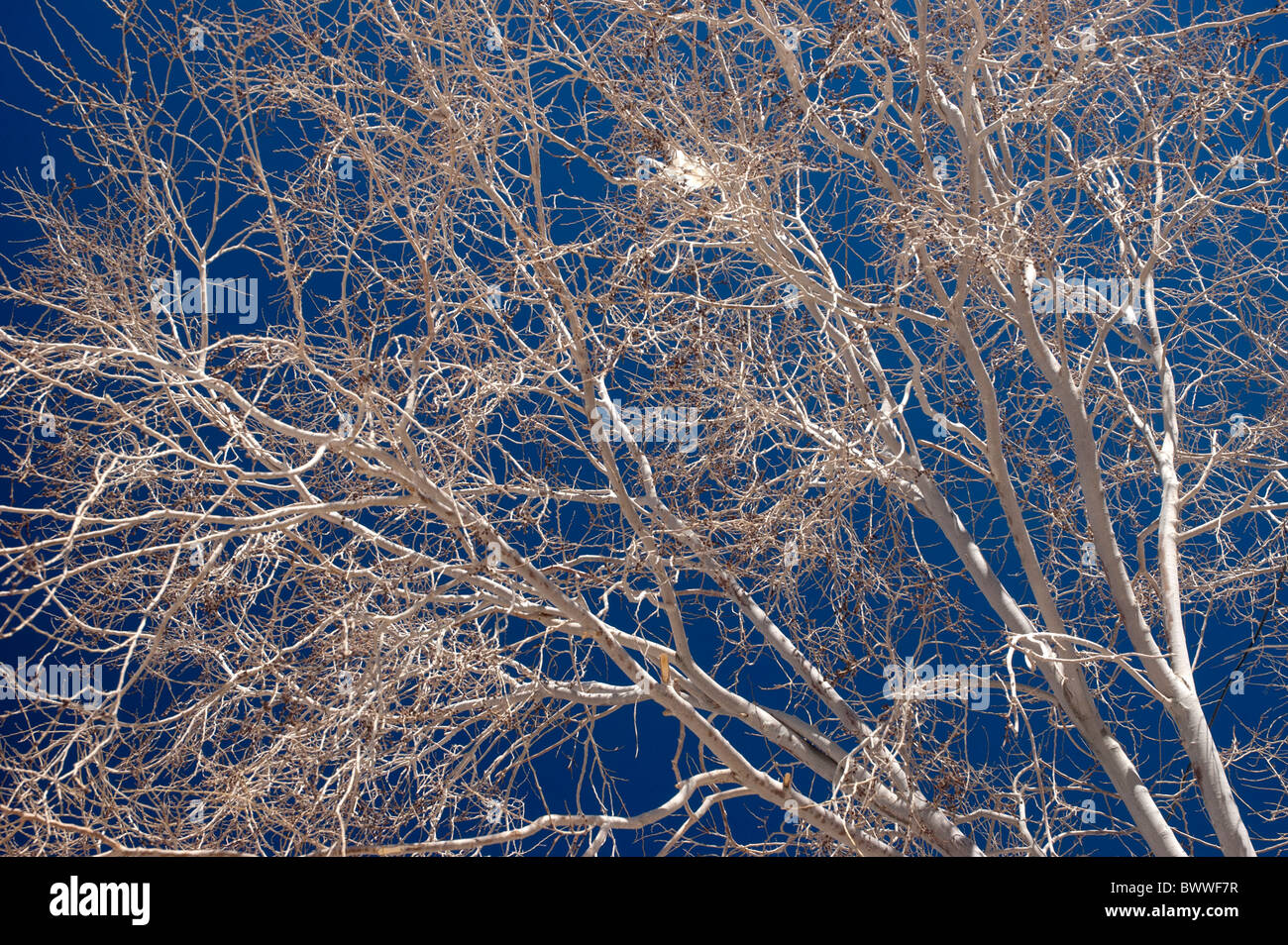 A deciduous tree, skeleton of branches, against a blue sky, Avenue ...