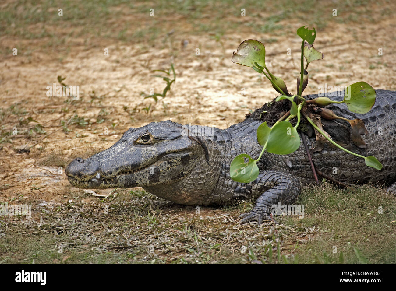 an Land - on shore Portrait caiman reptile reptiles crocodilia ...
